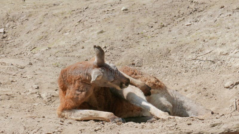 The Red Kangaroo. Macropus Rufus Stock Video - Video of rufus ...
