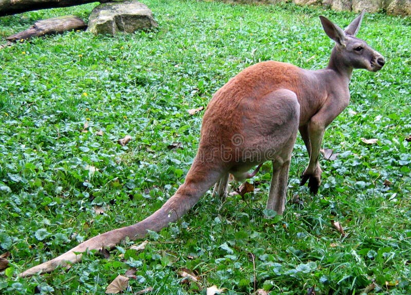 Red Kangaroo (Macropus Rufus) Stock Photo - Image of australia, mammal ...