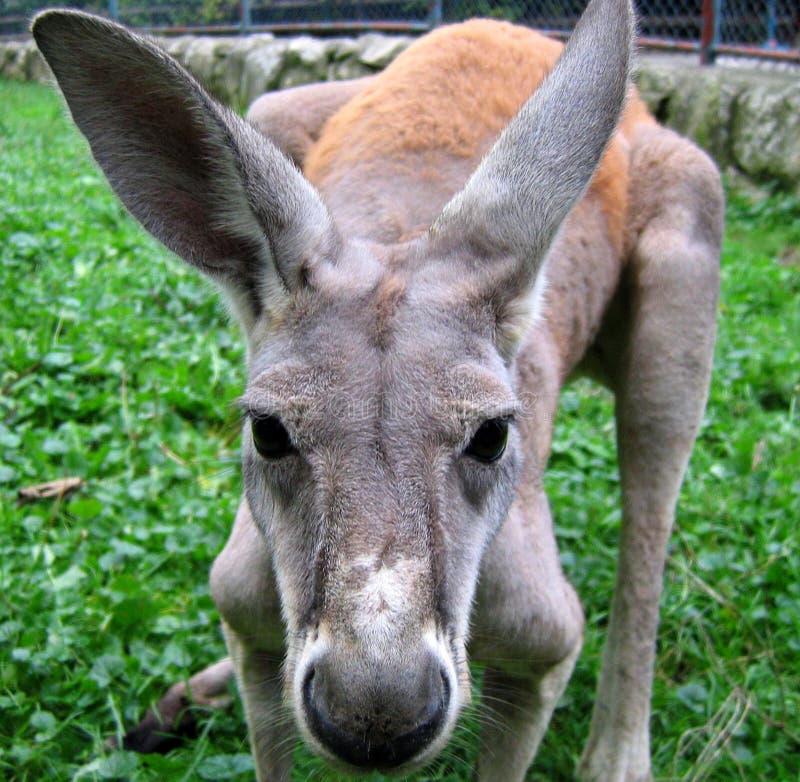 Red Kangaroo (Macropus Rufus) Stock Image - Image of wildlife ...