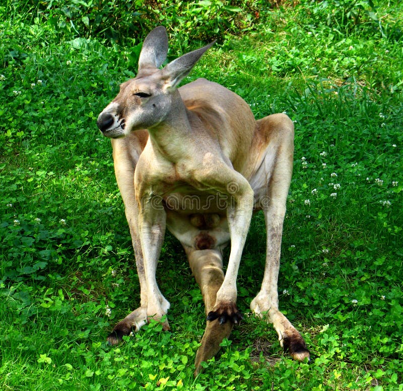 Red Kangaroo (Macropus Rufus) Stock Photo - Image of mammal, animal ...