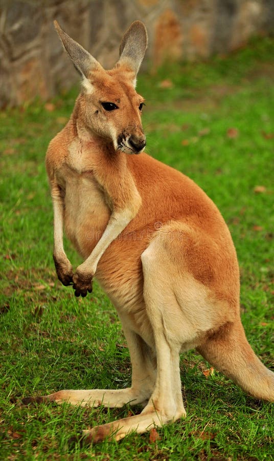 Red Kangaroo (Macropus Rufus) Stock Photo - Image of mammal, portrait ...