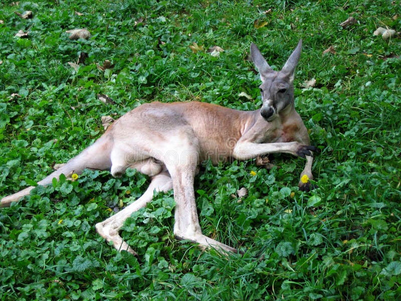 Red Kangaroo (Macropus Rufus) Stock Photo - Image of kangaroo ...