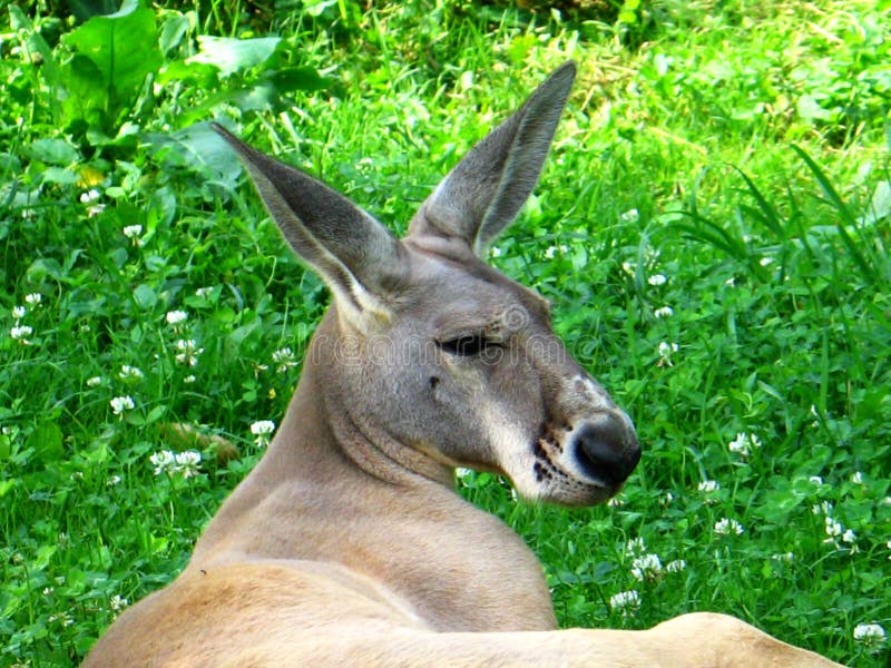 Red Kangaroo (Macropus Rufus) Stock Image - Image of animal, macropus ...