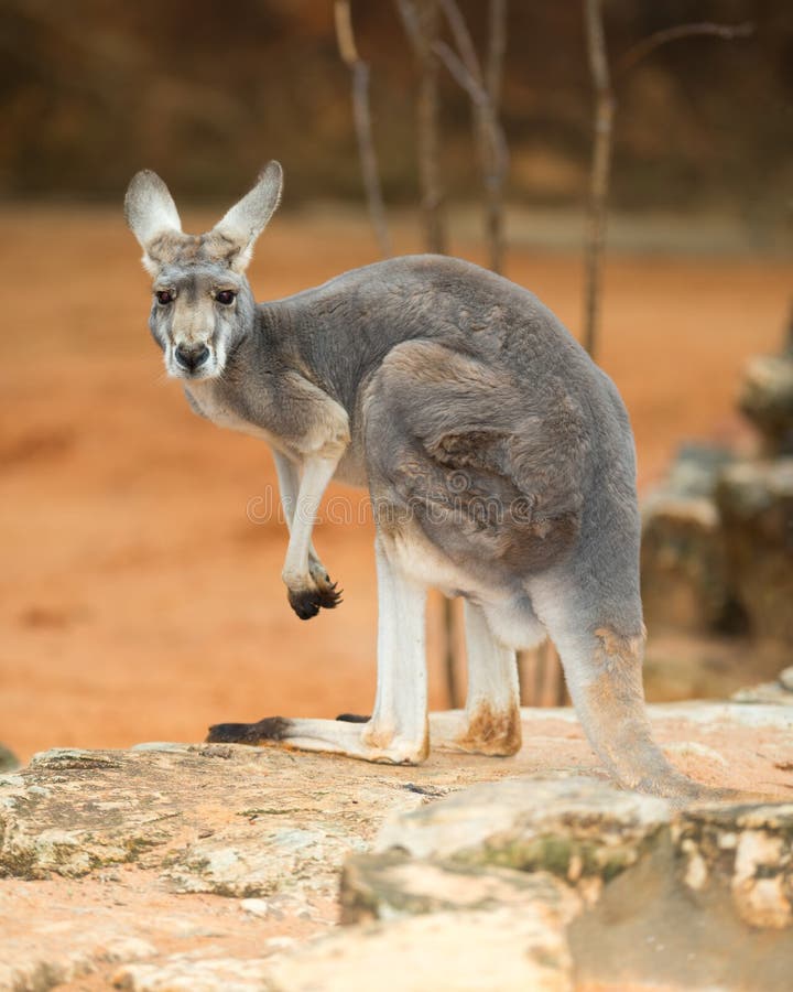 Red kangaroo stock photo. Image of outside, body, kangaroo - 37508368