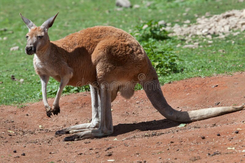 Red Kangaroo (Macropus Rufus). Stock Photo - Image of endemic ...