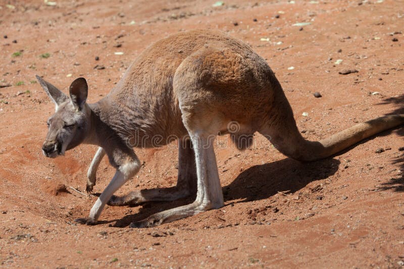 Red Kangaroo (Macropus Rufus). Stock Photo - Image of macropodidae ...