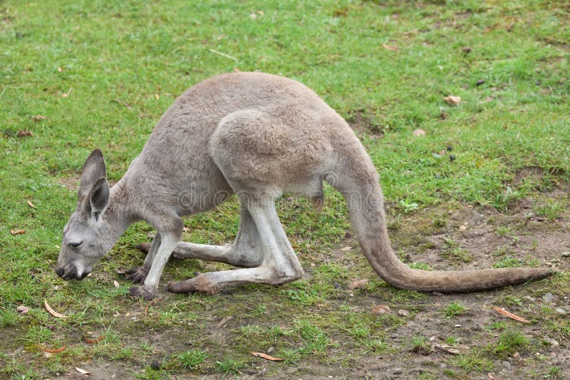 Red Kangaroo Macropus Rufus Stock Image - Image of mammalia, macropus ...