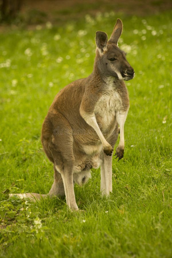 The Red Kangaroo Macropus Rufus. Stock Image - Image of rufus, mammal ...