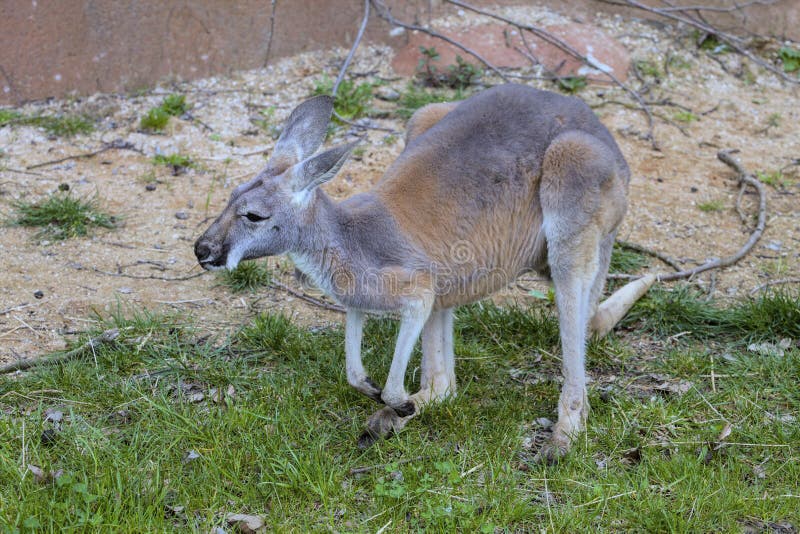 Red Kangaroo, Megaleia Rufa Stock Photo - Image of young, marsupial ...