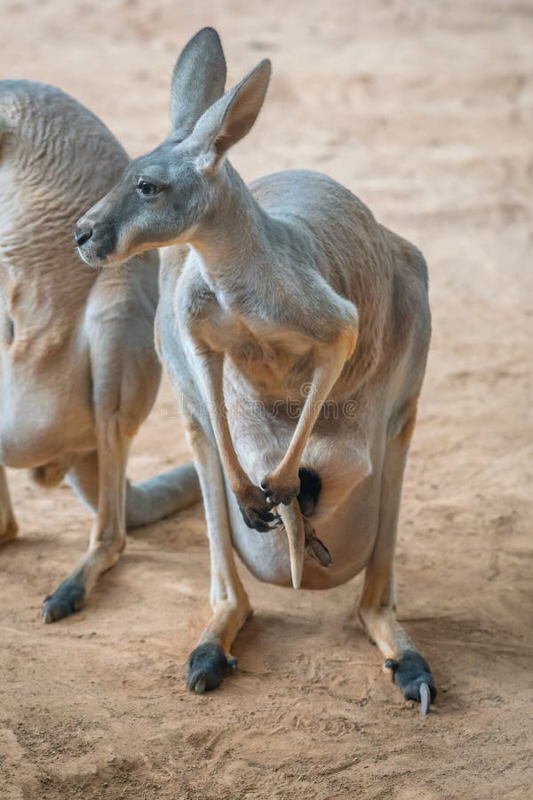 Red Kangaroo Mother with Baby in Pouch Stock Photo - Image of large ...
