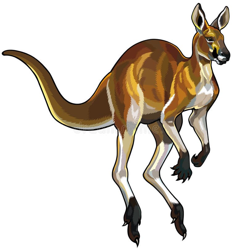 Red Kangaroo Stock Illustrations – 3,790 Red Kangaroo Stock ...