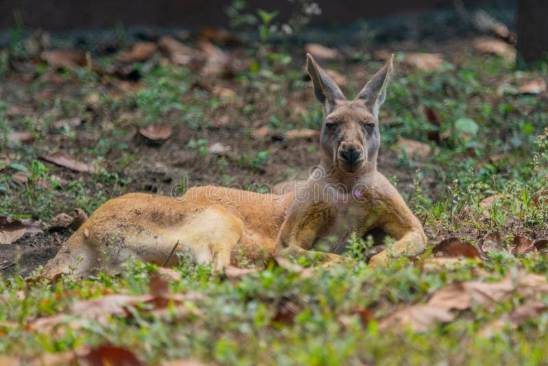 Red Kangaroo (Osphranter Rufus) Laying Down on the Grass Stock Photo ...