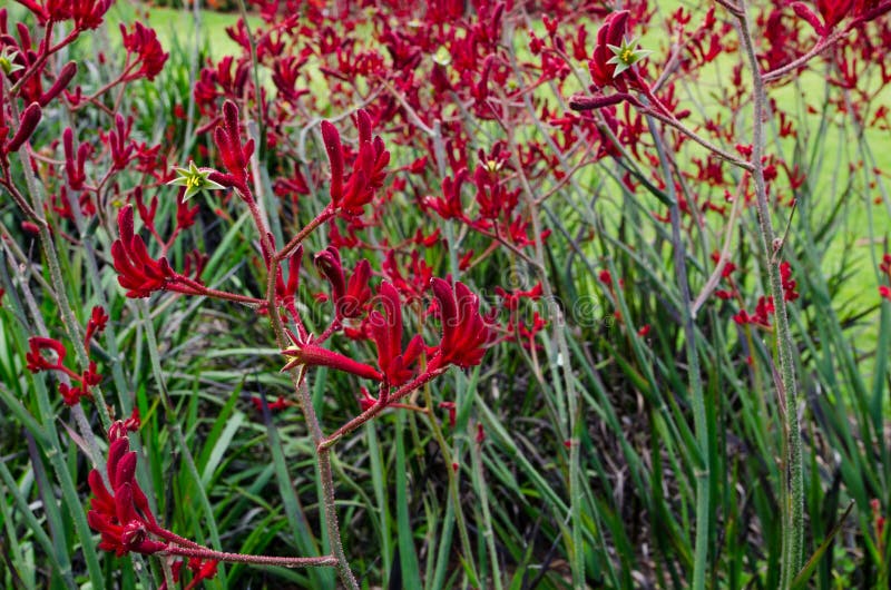 Red Kangaroo Paw Flower Plant in the Garden. Stock Photo - Image of ...