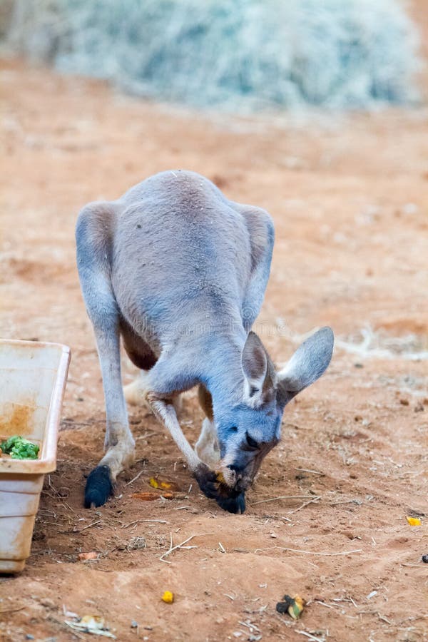 Red kangaroo stock image. Image of beach, cute, joey - 67628891