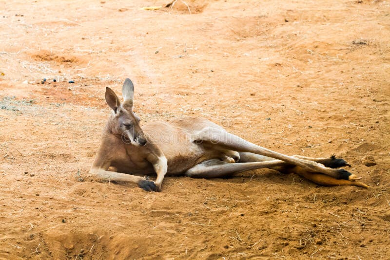Red kangaroo stock image. Image of mammal, australian - 67628793