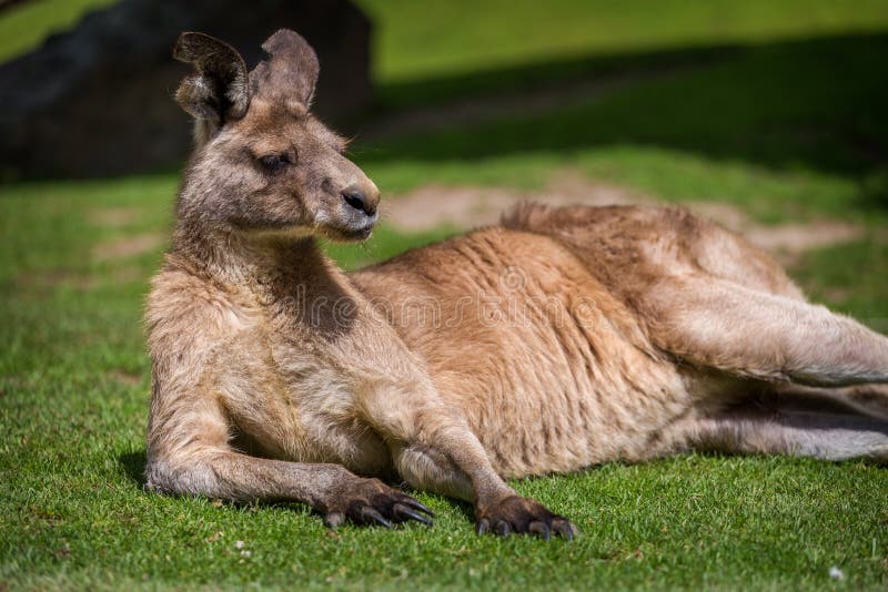 Red Kangaroo Portrait in Nature Stock Image - Image of center, desert ...