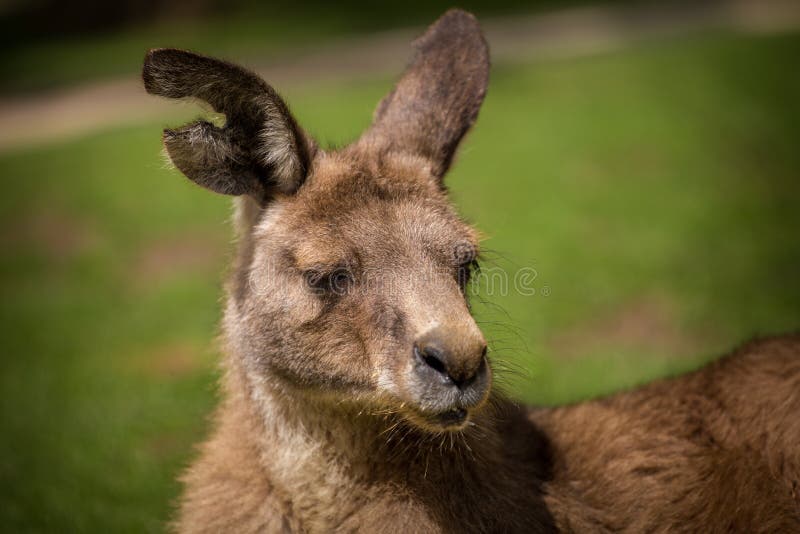 Kangaroo portrait stock image. Image of australia, biped - 6487859