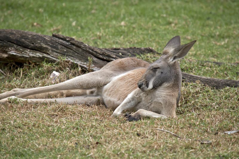 A red kangaroo stock photo. Image of nose, kangaroo - 112780520