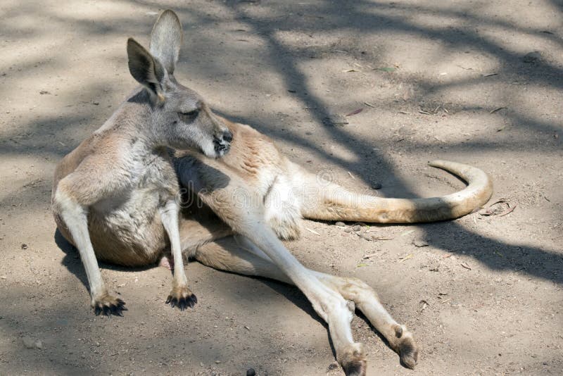The Red Kangaroo is Resting on the Ground Stock Image - Image of ...