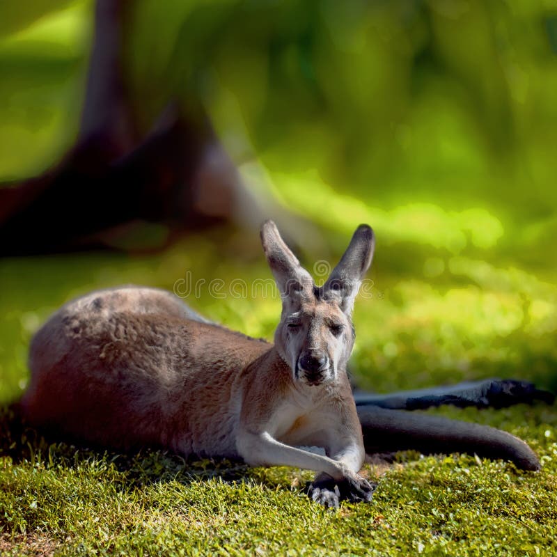 A Red Kangaroo is Resting in the Paddock Stock Photo - Image of green ...
