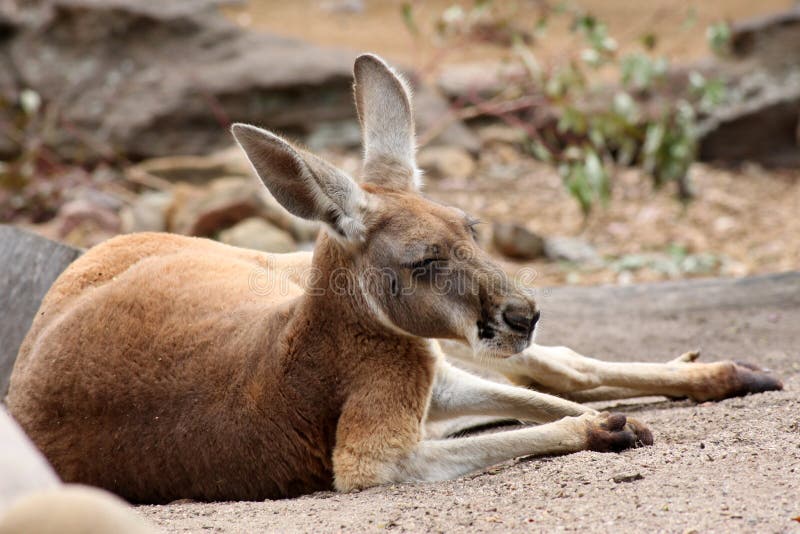 Red Kangaroo Gazing and Resting Stock Photo - Image of young, standing ...