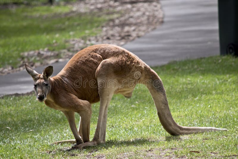 880 Side View Kangaroo Stock Photos - Free & Royalty-Free Stock Photos ...