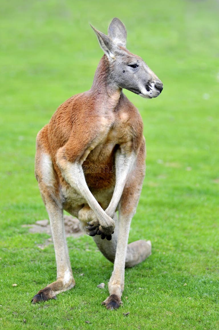 2,366 Standing Red Kangaroo Stock Photos - Free & Royalty-Free Stock ...