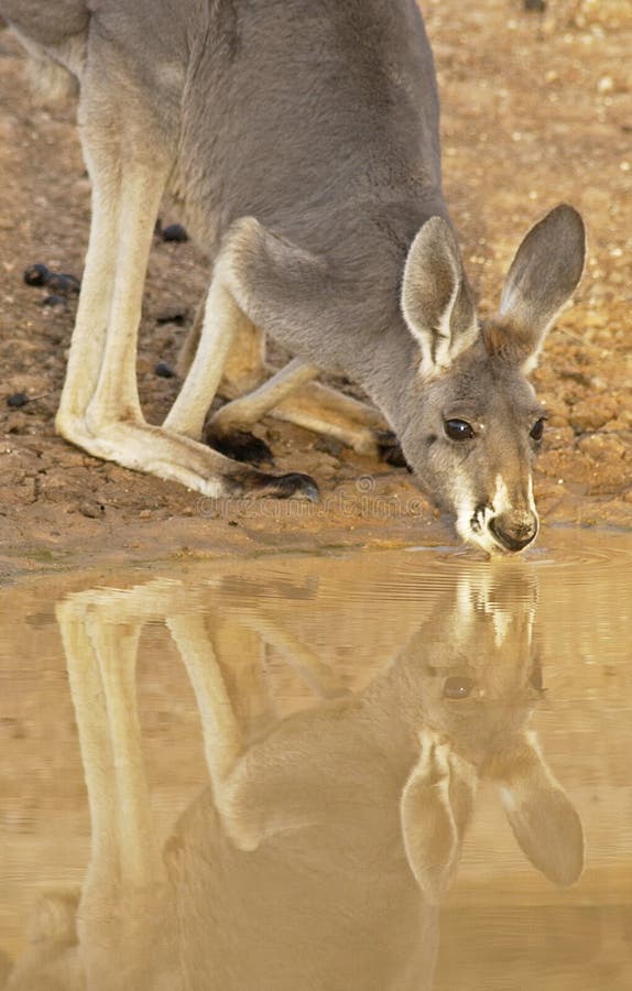 Kangaroos drinking stock photo. Image of animals, australia - 18429032