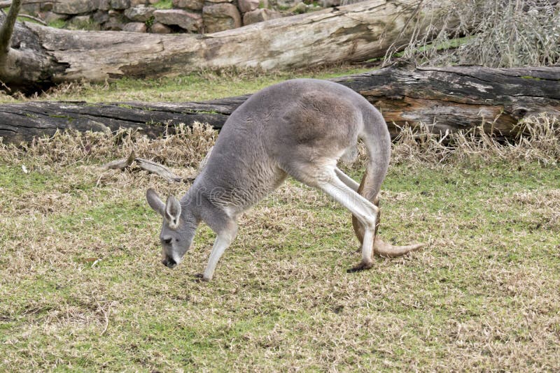 A red kangaroo walking stock image. Image of joey, australian - 157114369