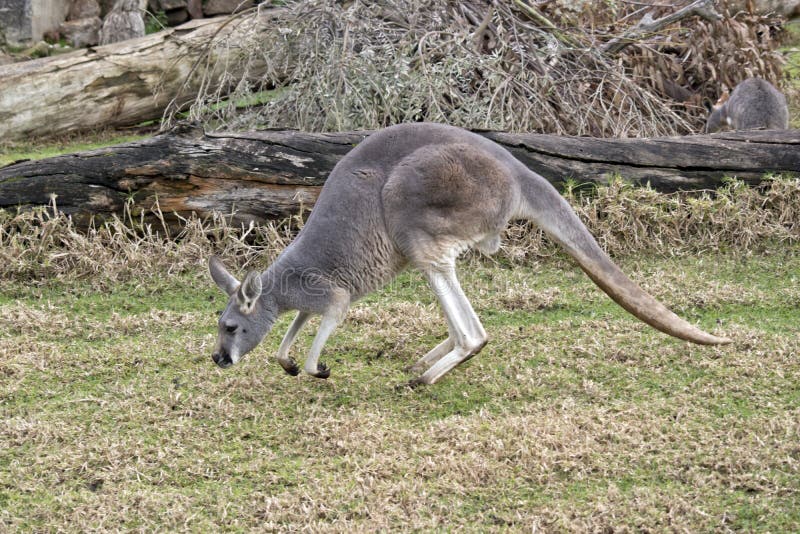 A red kangaroo walking stock image. Image of young, long - 157561501
