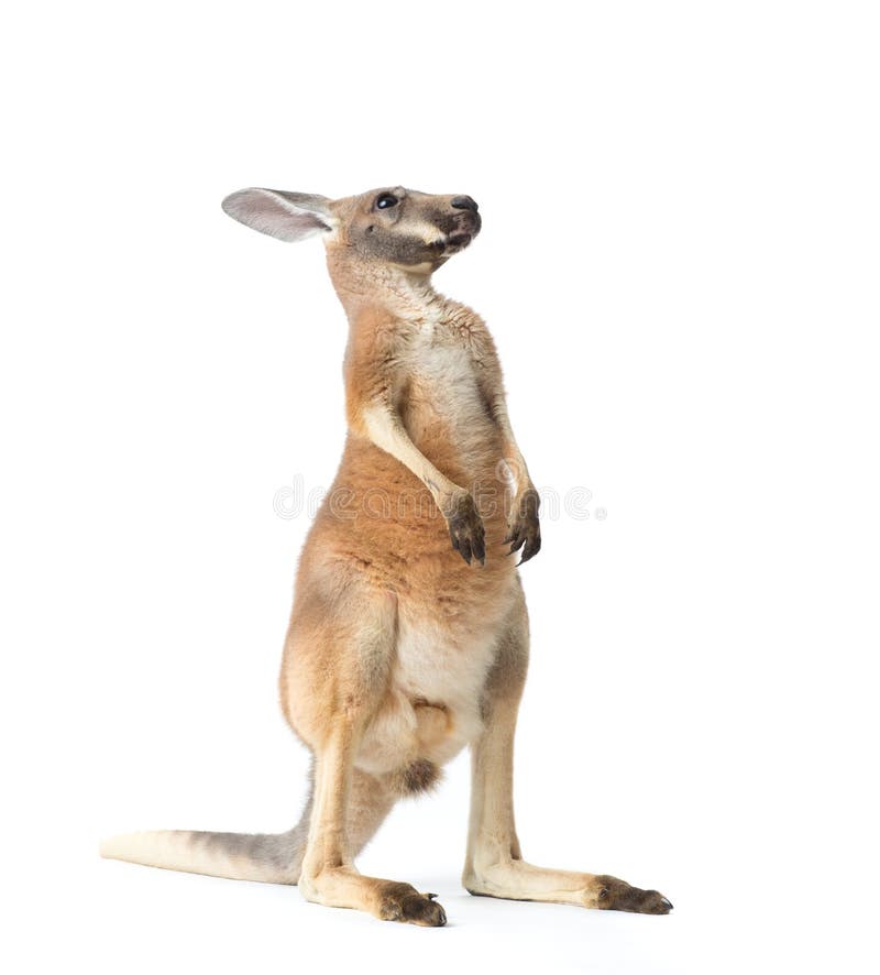 1,126 Red Kangaroo White Background Stock Photos - Free & Royalty-Free ...