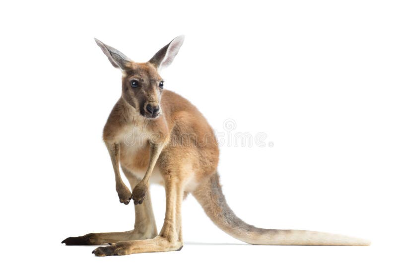 1,162 Red Kangaroo White Background Stock Photos - Free & Royalty-Free ...
