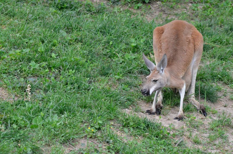 Female red kangaroo stock image. Image of australia, redkangaroo - 35419723