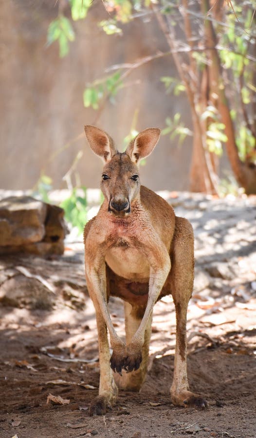 Red kangaroo stock image. Image of marsupial, berlin - 111143581