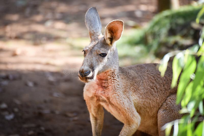 Red kangaroo stock photo. Image of adult, animal, green - 111143598