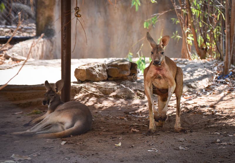 Red kangaroo stock image. Image of nature, marsupial - 111143601
