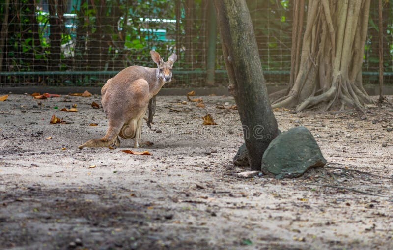 Red Kangaroo in a zoo stock photo. Image of outdoor - 125203610