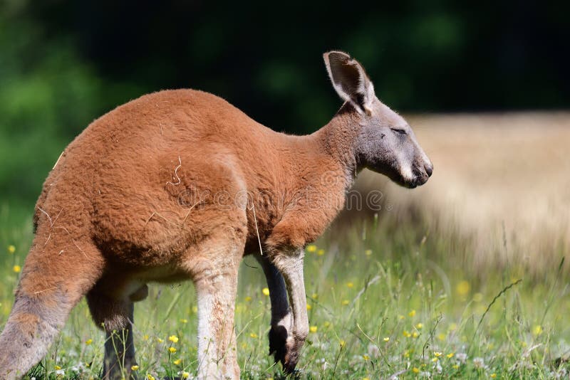Kangarooo Monkey Stock Photos - Free & Royalty-Free Stock Photos from ...