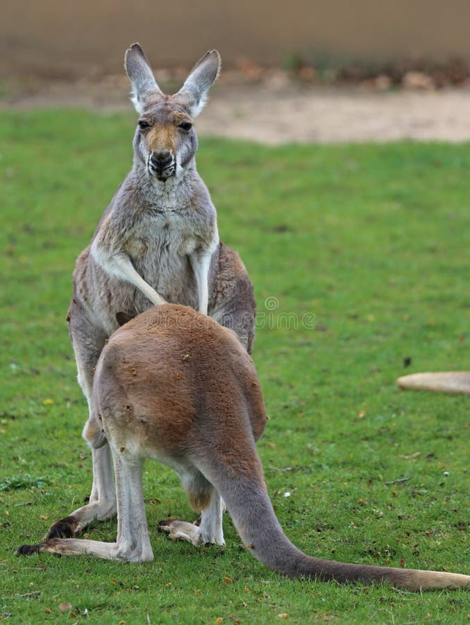 Red Kangaroos stock photo. Image of grass, mammal, kanga - 24243202