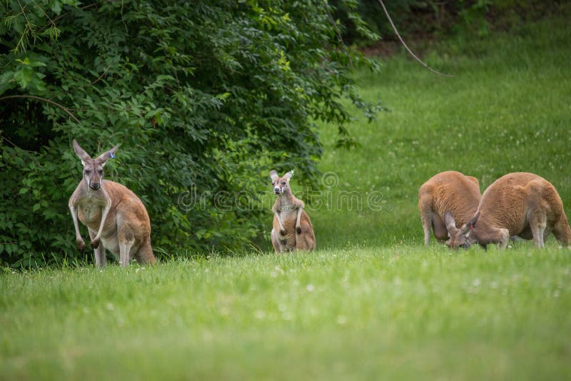 Red Kangeroo stock image. Image of jumper, grass, hopping - 95622837