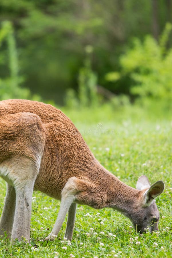 Red Kangeroo stock image. Image of wildlife, grasses - 95622841