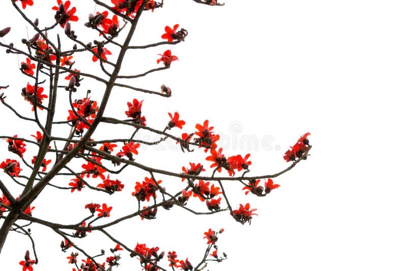 Red Kapok Flowers with Twigs and Branches Stock Photo - Image of flora ...