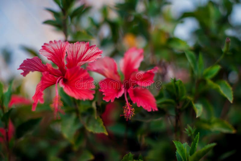 Red Karkade Flower in the Garden. Hibiscus Flower Stock Image - Image ...