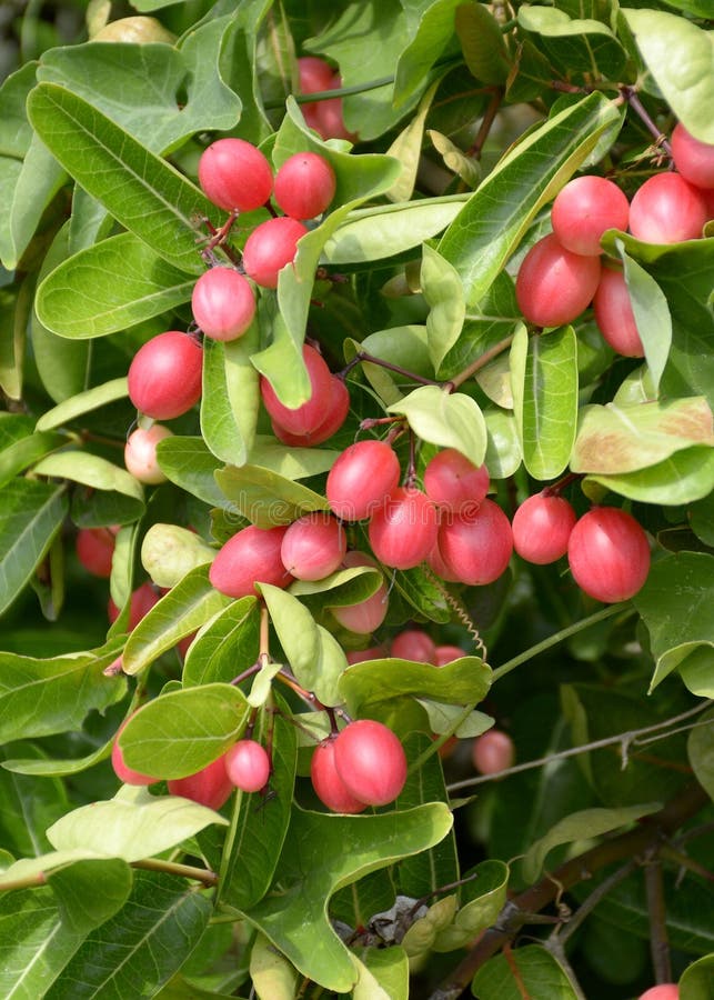 Red Karonda Berries of a Tree on a Branch of a Tree Stock Photo - Image ...