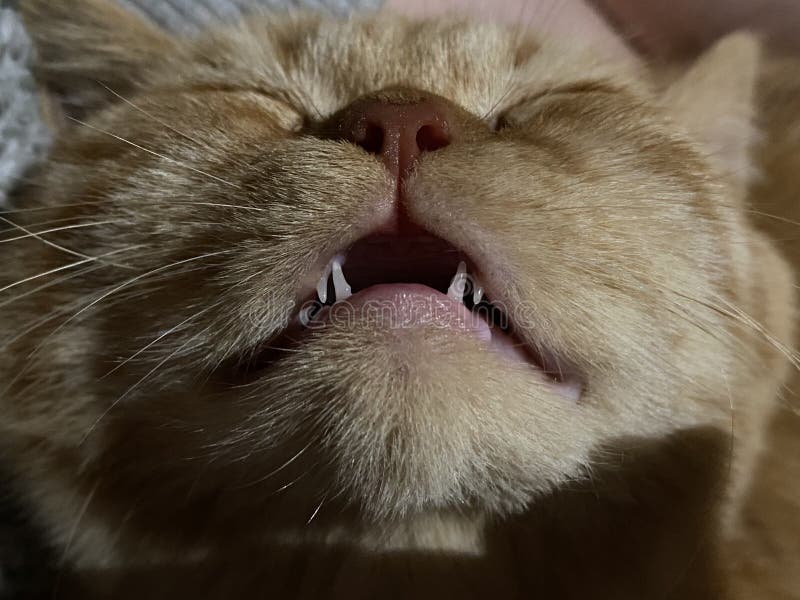 Kat Teeth Stock Photos - Free & Royalty-Free Stock Photos from Dreamstime