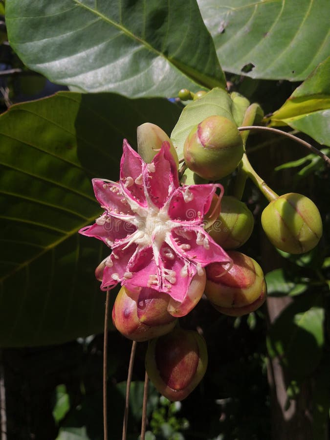 Red kembong flower stock photo. Image of nature, kembong - 172054496