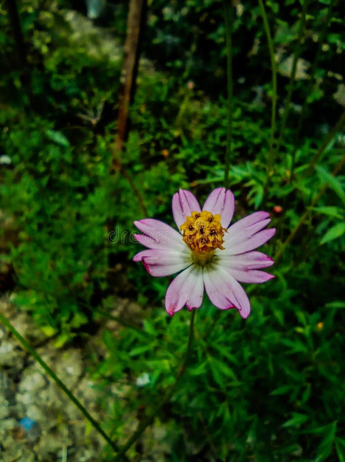Red Kenikir Flower,Roadside Flowers, Vegetable Plants Stock Image ...