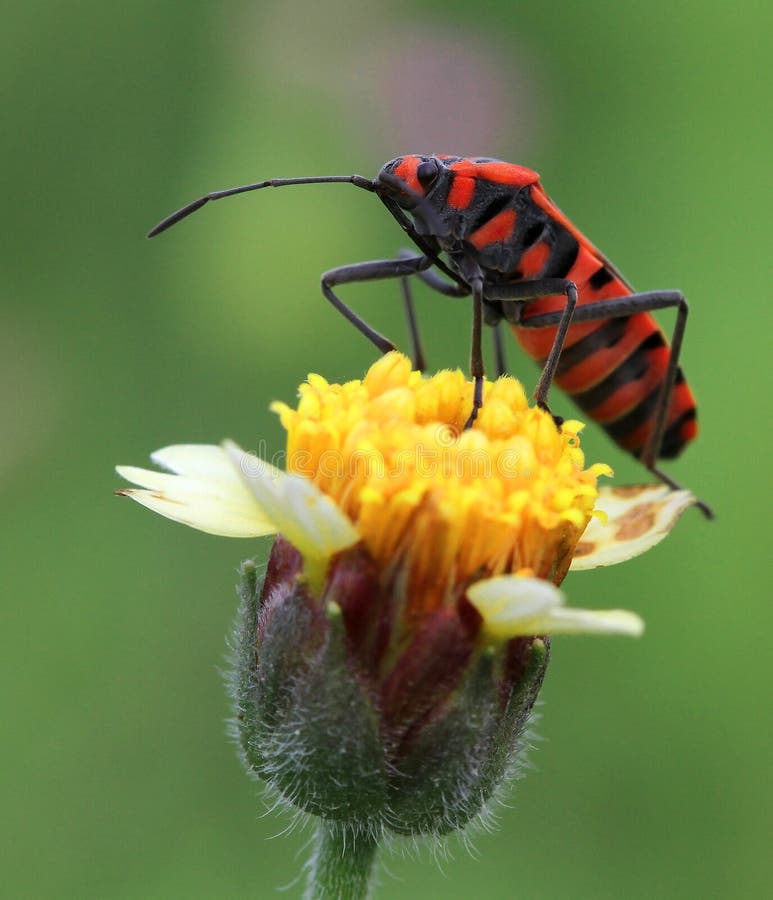 Red KepiK stock image. Image of green, kepik, macro, nature - 20402551