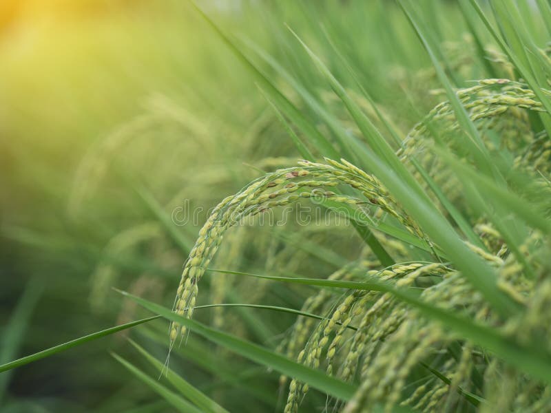 Red kettle steaming hot. stock photo. Image of reflective - 155996432