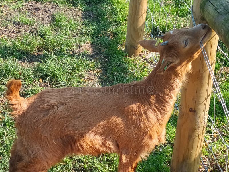 Red kid goat stock photo. Image of grazing, meadow, cattle - 274584982
